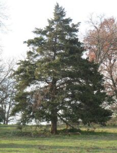 Sweet Little Cedar Christmas Tree – Mother Earth News